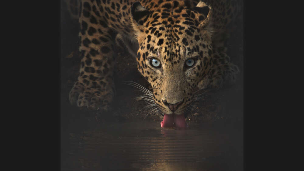 Shaaz Jung: My friend 'Scarface', the leopard warrior of Nagarhole ...