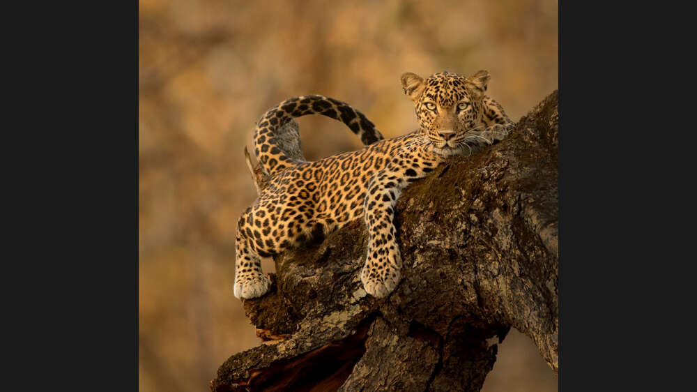 Mithun H: Shadowing 'Saaya', the black panther prince of Kabini | The ...