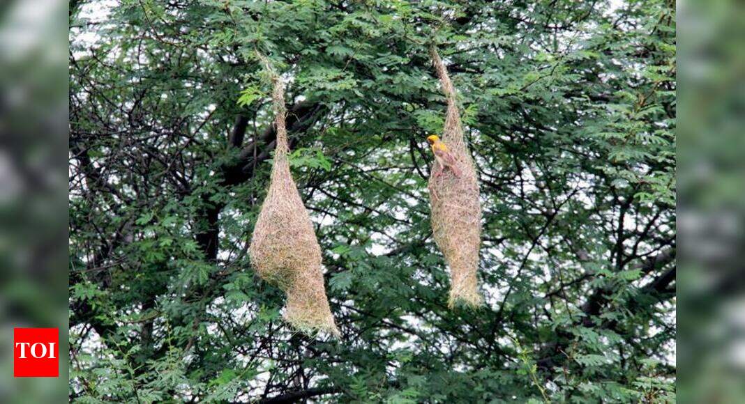 Hingolgadh turns ‘nature classroom’ for visitors | Rajkot News - Times ...