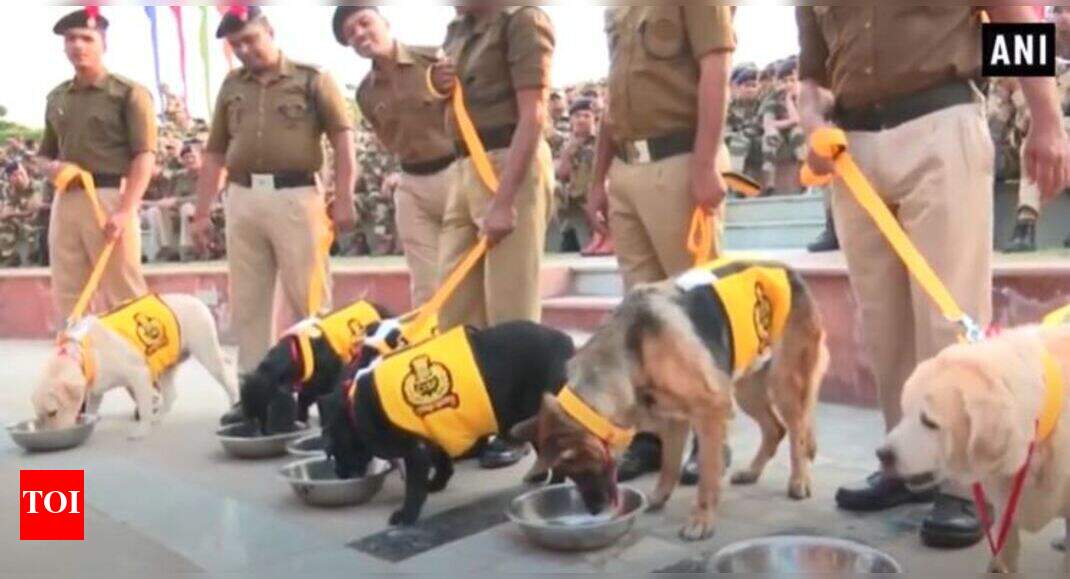 ITBP raises new unit of assault dogs to aid its patrol teams | India ...
