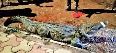 Three crocs rescued in 4 hrs in Vadodara | Vadodara News - Times of India