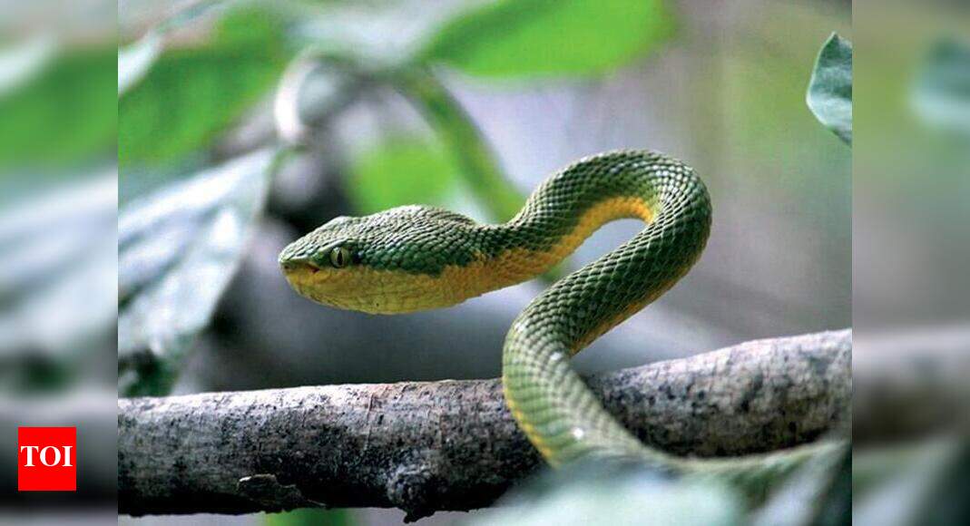 Rare viper spotted in Pavagadh hills | Vadodara News - Times of India