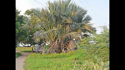 Study of rare palm tree, unique to Tamil Nadu, begins | Chennai News ...