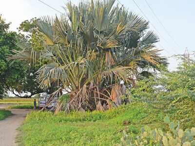 Study of rare palm tree, unique to Tamil Nadu, begins | Chennai News ...
