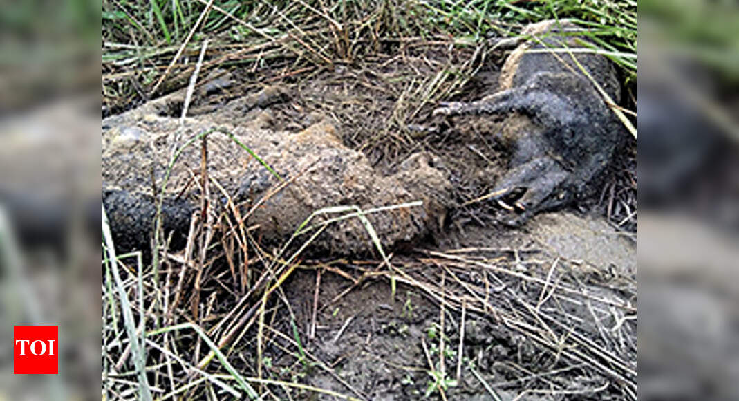 Assam: Royal Bengal Tiger, wild boar die in rare clash at Kaziranga ...