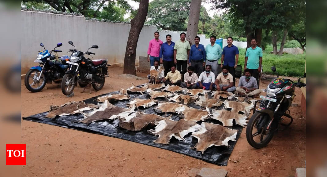 Karnataka: Forest mobile forest squad busts major blackbuck poaching ...