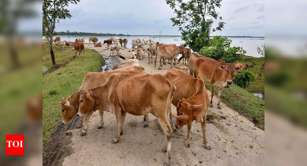 Cow Commission to push for business models for cow dung, urine products | India News - Times of ...