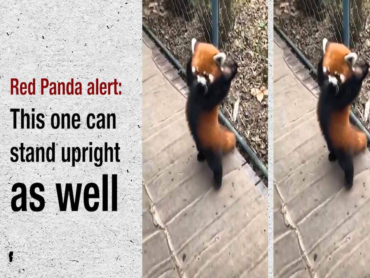 Red panda zodiac sign 60 photos - Youhoroscope.com