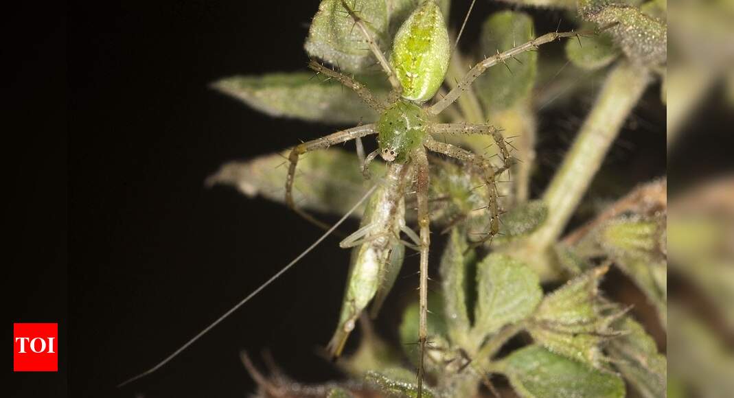 How crickets stop mating songs when they sense predators - Times of India