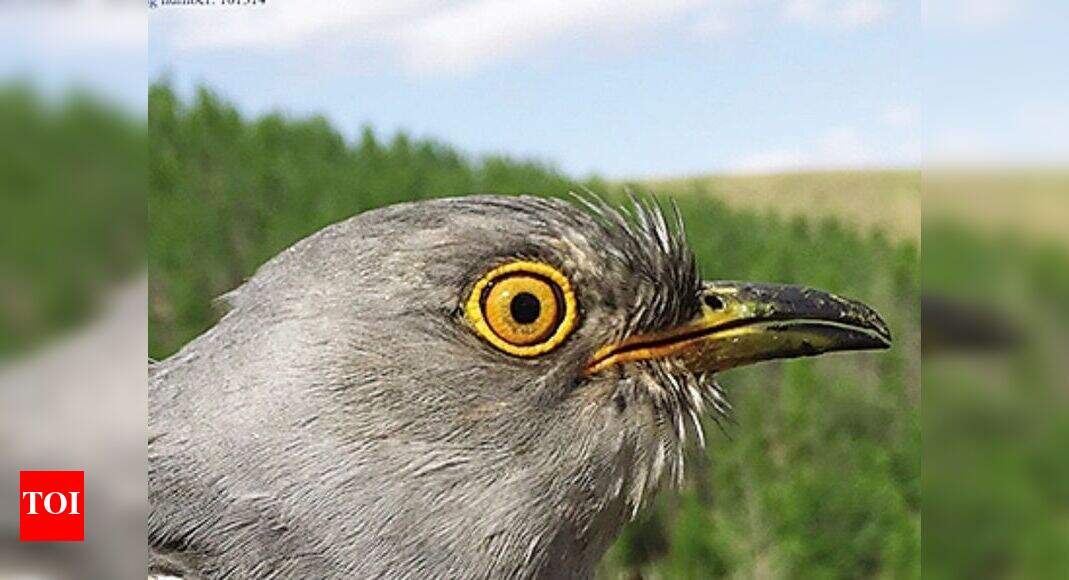 Cuckoo from Mongolia, which set a migration record, returns to ...
