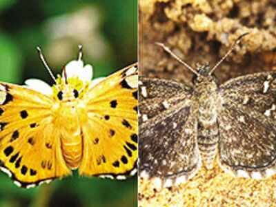 Rajasthan reports two new butterfly species in Ranthambore reserve ...