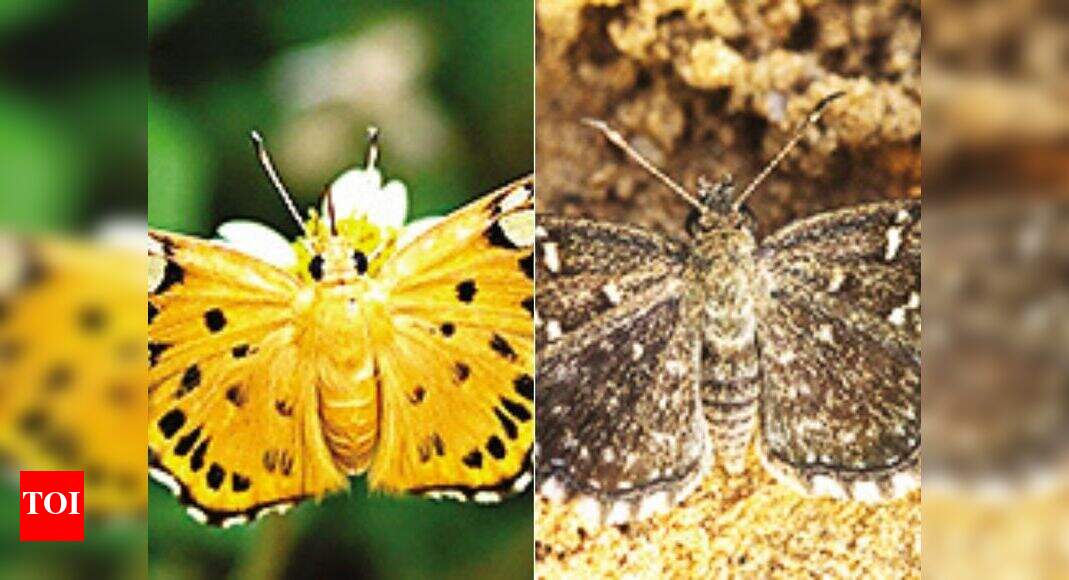 Rajasthan reports two new butterfly species in Ranthambore reserve ...
