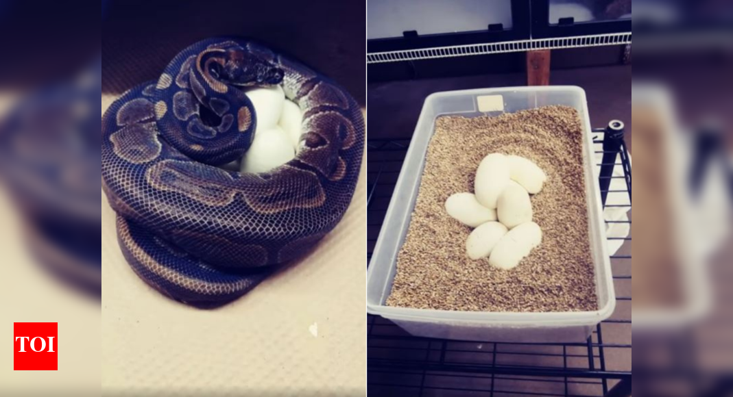 Viral News Today: St. Louis Zoo says python laid 7 eggs without male ...