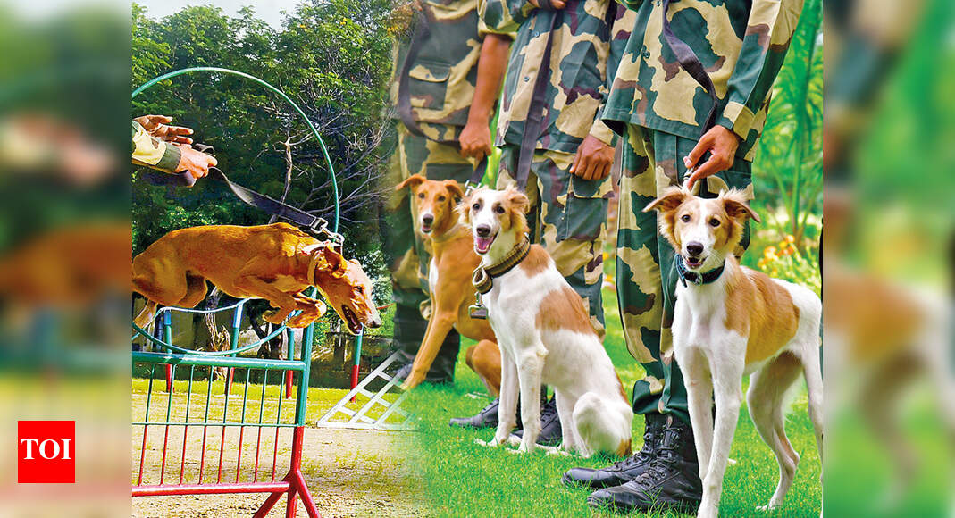 Low maintenance, can walk for miles: Why dogs of Indian breeds are ...
