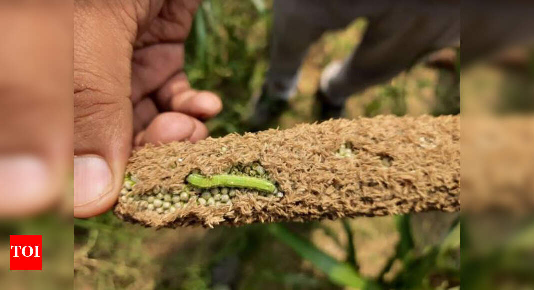 Agra: Fall Armyworms attack bajra crop, agriculture department sounds ...