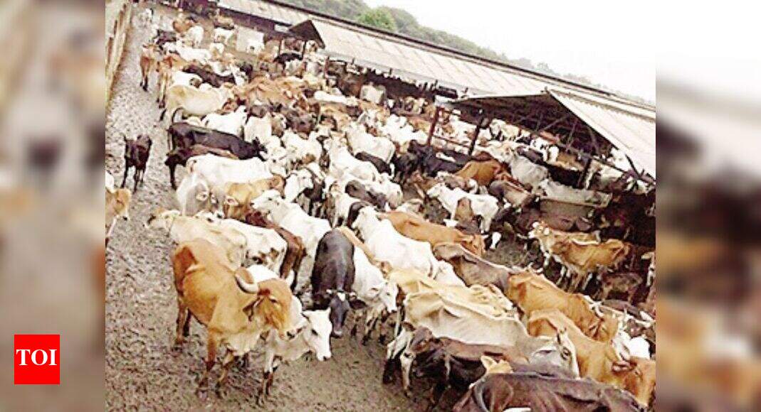 Rajasthan: Cow safari project hits roadblock in absence of will ...