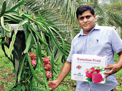Rajkot: Red-purple dragon fruit to get a saffron hue and a new name ...