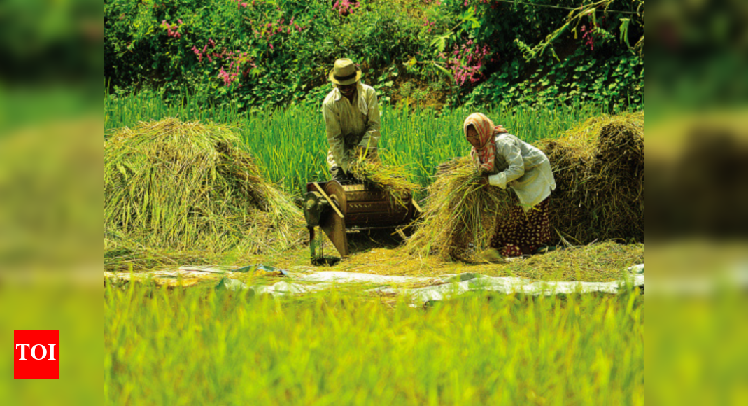 After heavy rain, lockdown, farmers brace for harvest season | Goa News ...
