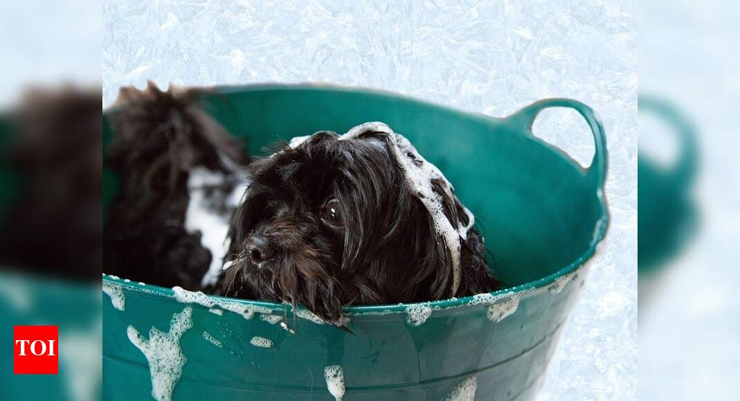Conditioners for dogs to maintain the beauty & texture of your pet's ...