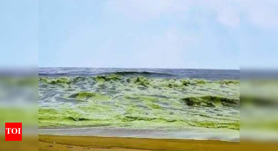 Experts worried about Algal bloom in Coastal Karnataka | Mangaluru News ...