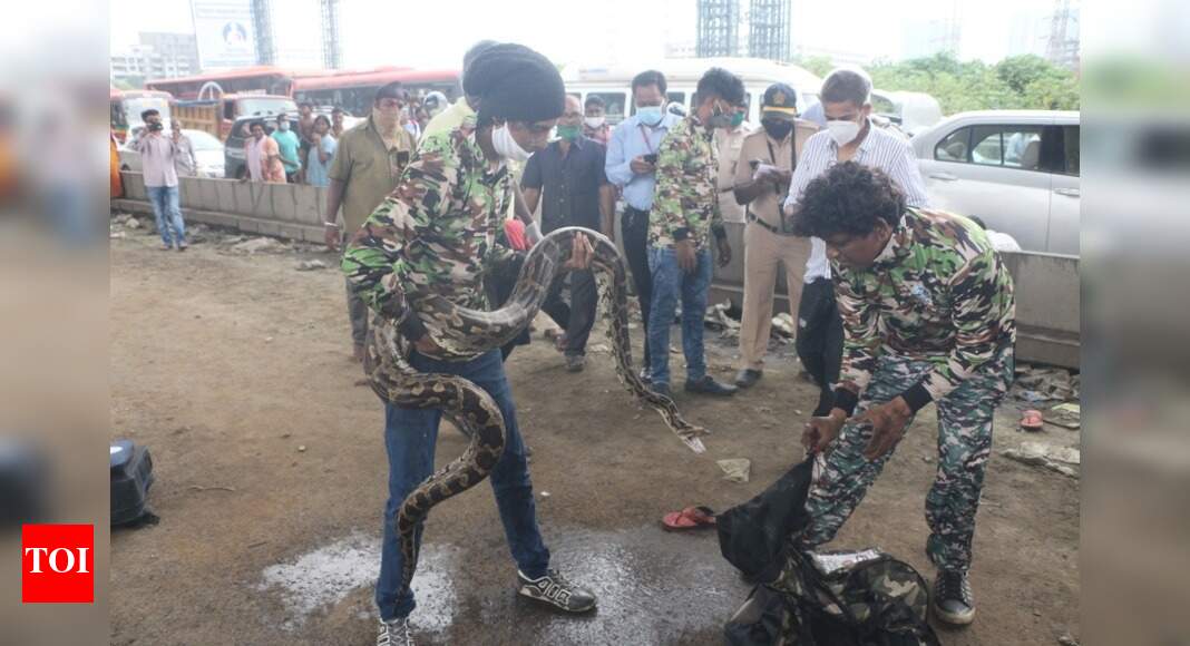 Python on Mumbai highway causes traffic jam, rescued | Mumbai News ...
