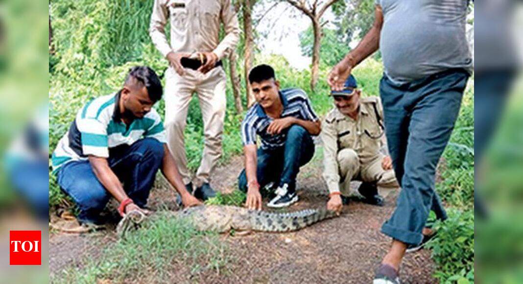 Crocodile rescued from jail premises | Vadodara News - Times of India