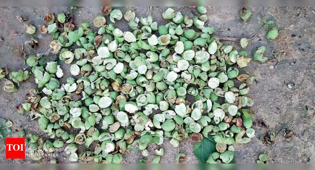 Monkeys on a rampage destroy cotton crop in Raichur village | Hubballi ...