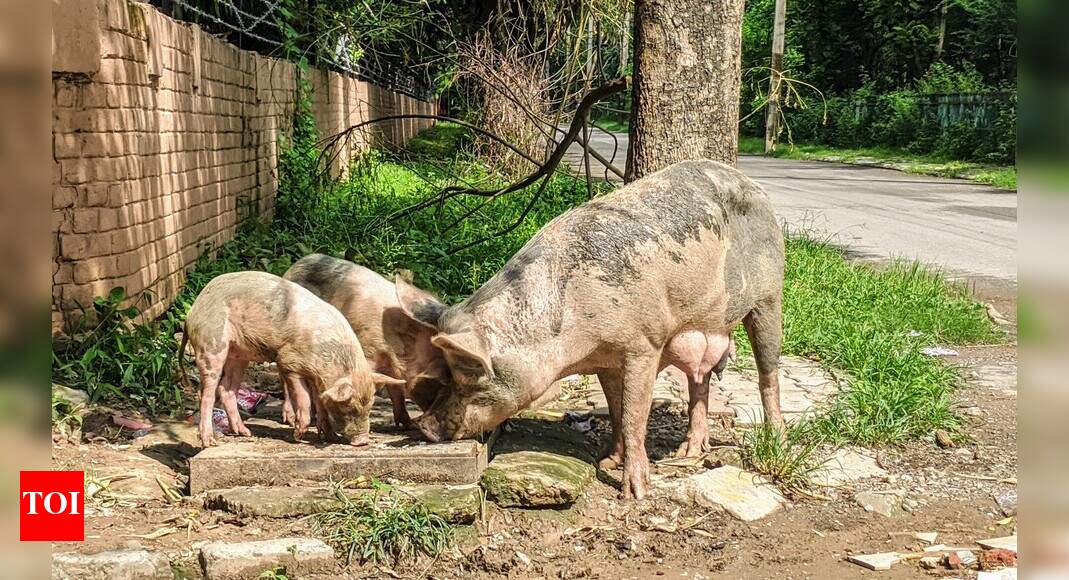 Pig menace - Times of India