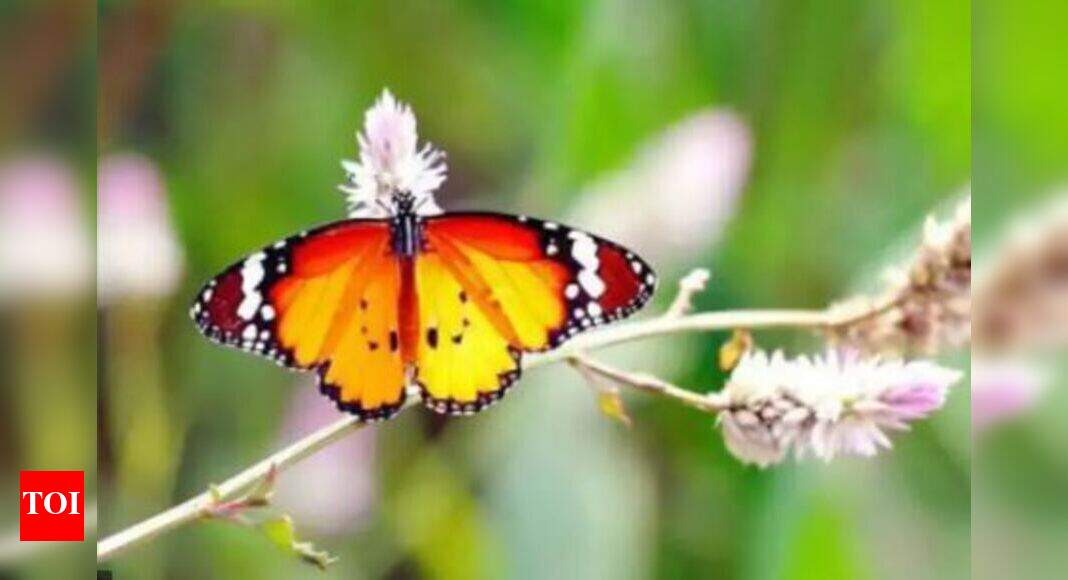 Key to butterfly climate survival may be colour coded - Times of India