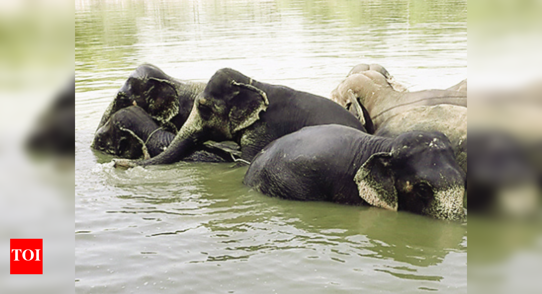 Jaipur: Green activists write to govt over jumbo deaths at Hathigaon ...