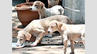 Bangaluru: BBMP app to map stray dogs | Bengaluru News - Times of India