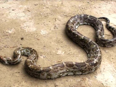 Python swallows blue bull calf in Fatehpur village | Kanpur News ...