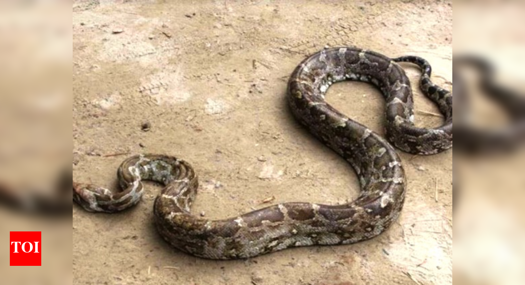 Python swallows blue bull calf in Fatehpur village | Kanpur News ...