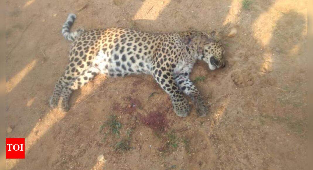 Pregnant leopard dies in territorial fight | Nagpur News - Times of India