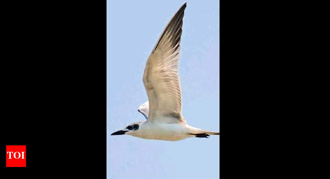 Migratory birds prefer discretion as better of part of winter valour ...