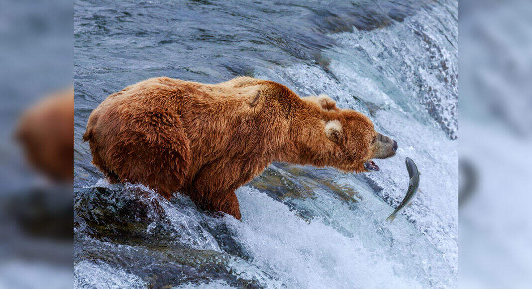 Fat Bear Week begins in Katmai National Park | TimesTravel