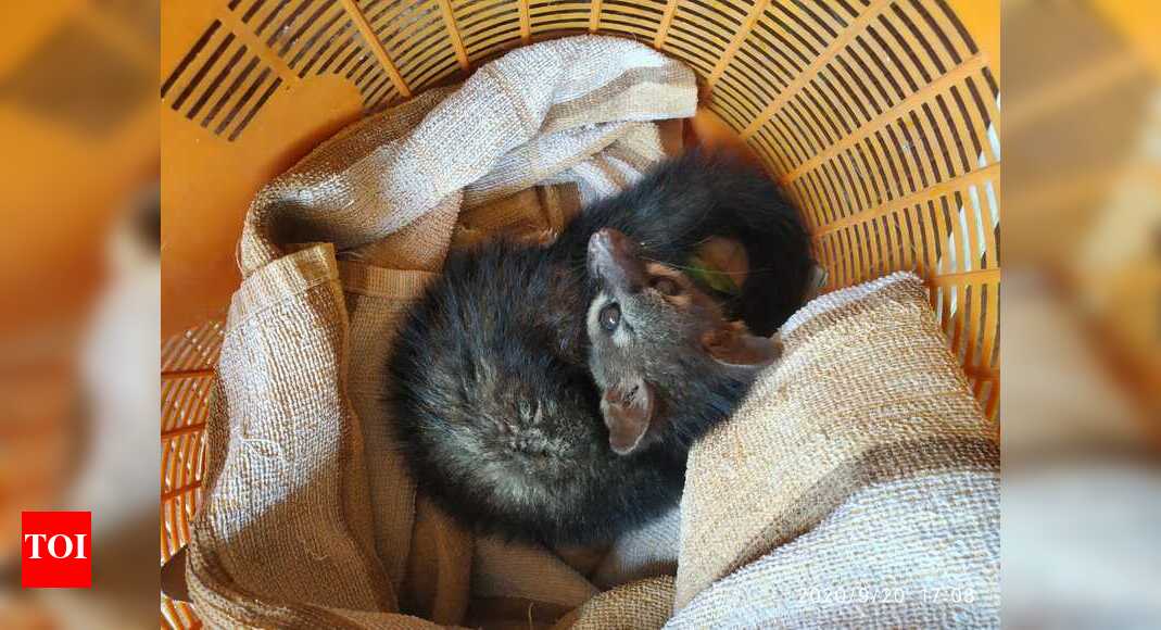 Two baby Indian Palm Civet cats were reunited with their mother ...