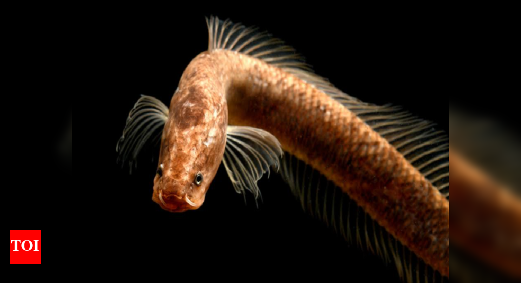 Kerala home to 100 million-year-old 'living fossil' fish family | Kochi ...