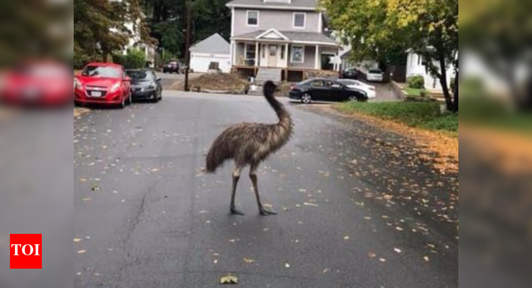 Authorities use pear to entice, capture escaped emu - Times of India
