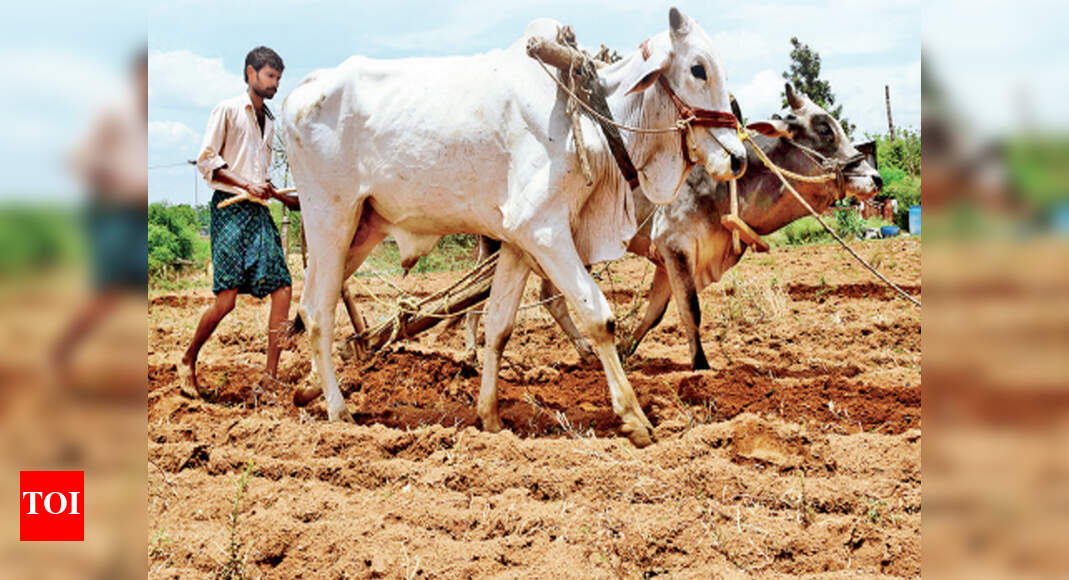 Andhra Pradesh: Agriculture reforms raise questions over AMCs’ future ...