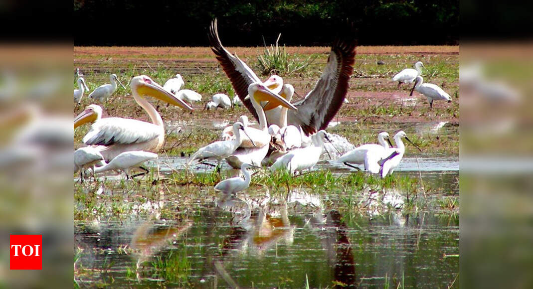 Bharatpur sanctuary under threat from alien species: Report | India ...