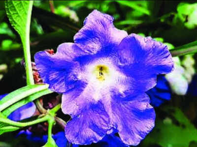 Maharashtra: Rare Karvi flower blooms at Gautala sanctuary, lights up ...