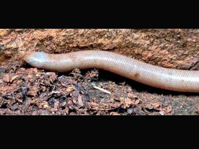 A first for Delhi-NCR: Rare Albino snake spotted | Gurgaon News - Times ...