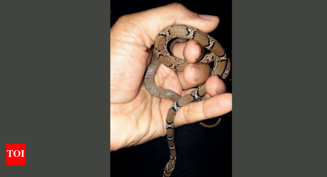 Slender Racer snake visits Kevadia | Surat News - Times of India