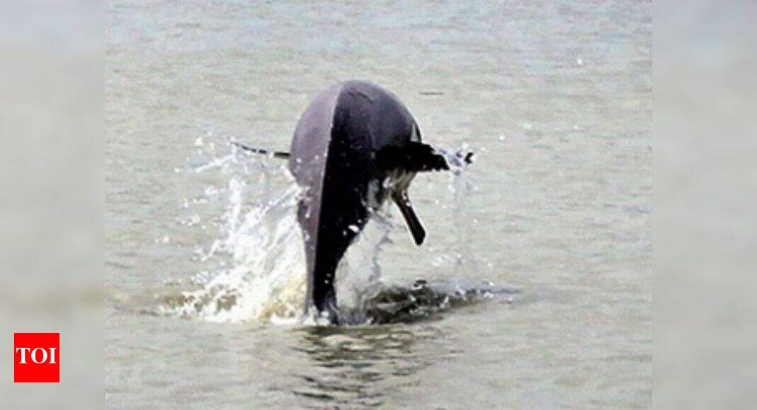 In a first, dolphin safaris start at 6 places in Ganga | Meerut News ...