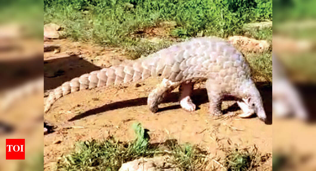 Dozens of mammals could be susceptible to Covid virus - Times of India
