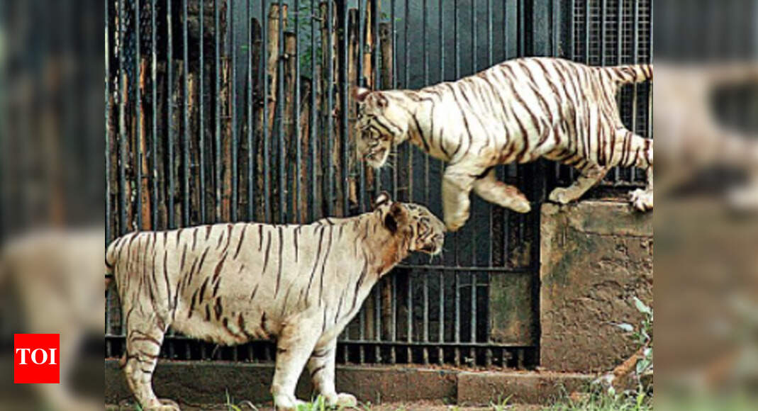 Delhi zoo’s annual contribution to ecology? It’s worth Rs 423 crore ...