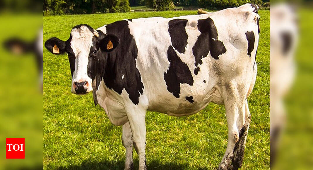 Tirupati: Cow dies after biting into explosives | Vijayawada News ...