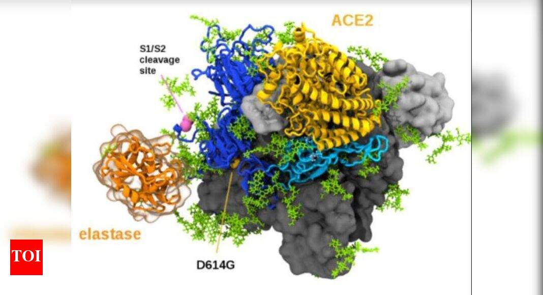 G-strain mutation won’t affect Covid-19 vaccine | India News - Times of ...