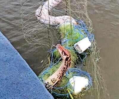 15-feet-long rock python rescued from fishing net | Vijayawada News ...